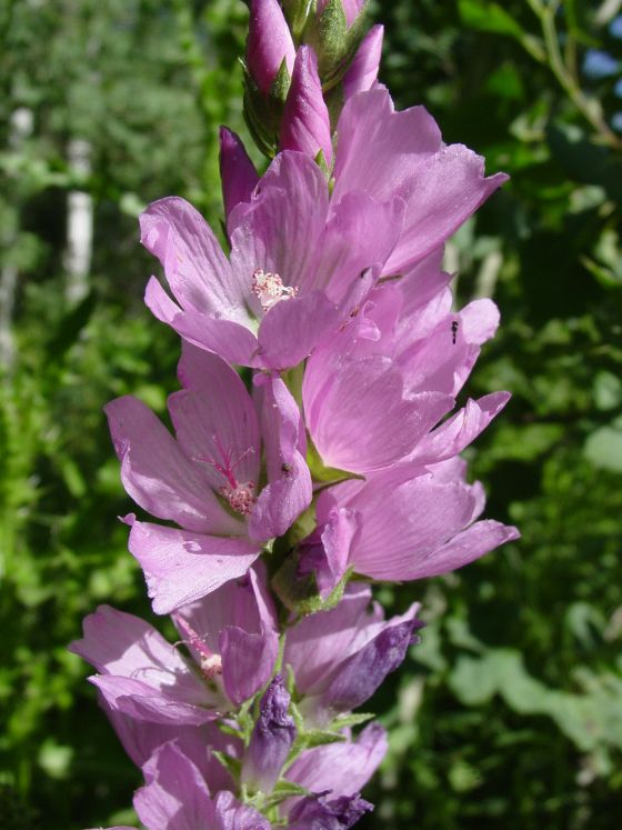 Future Plants by Randy Stewart: Prairie Mallow