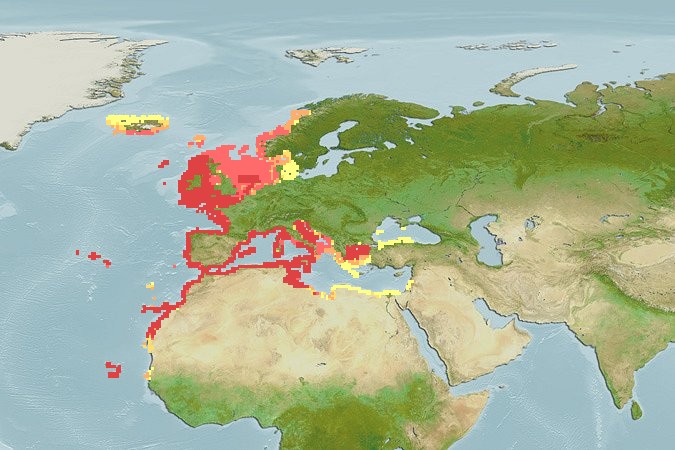 Artes de Pesca: VAMOS A PESCAR SARDINAS