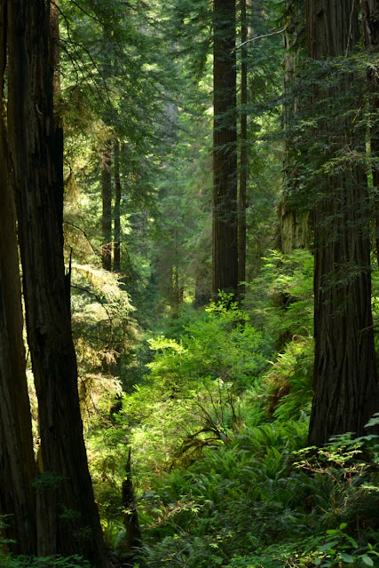 Woods Walks and Wildlife: July 2015