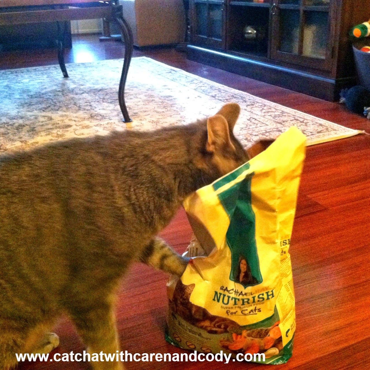 Cat and DOG Chat With Caren: Cats! Grab your food bowls, it's DINNER ...
