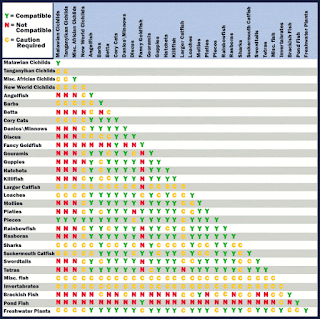 Fish Compatibility Chart - توافق الأسماك - Egy Reef