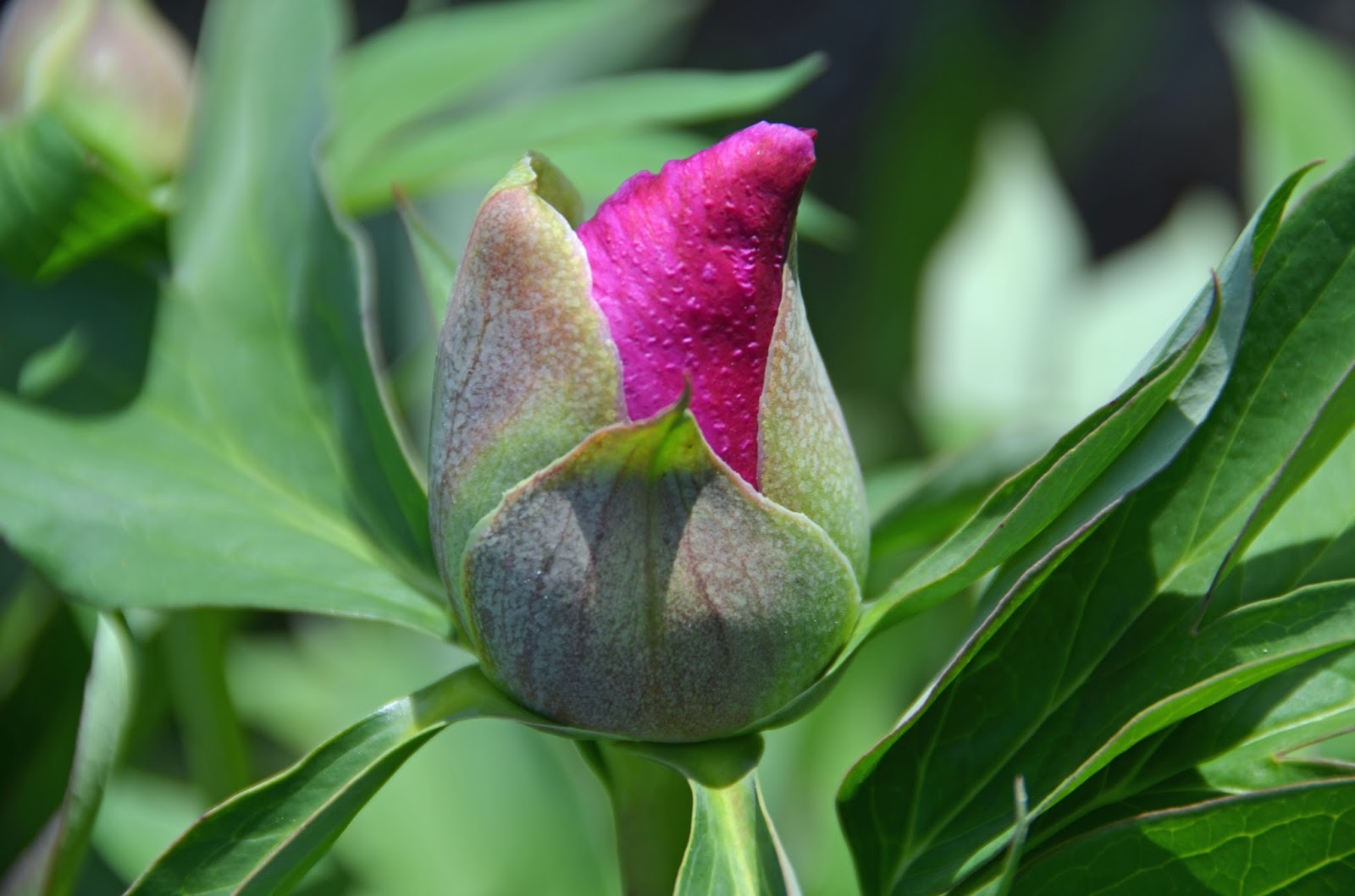 Southern Peony: 2016 Intersectional Peony Buds