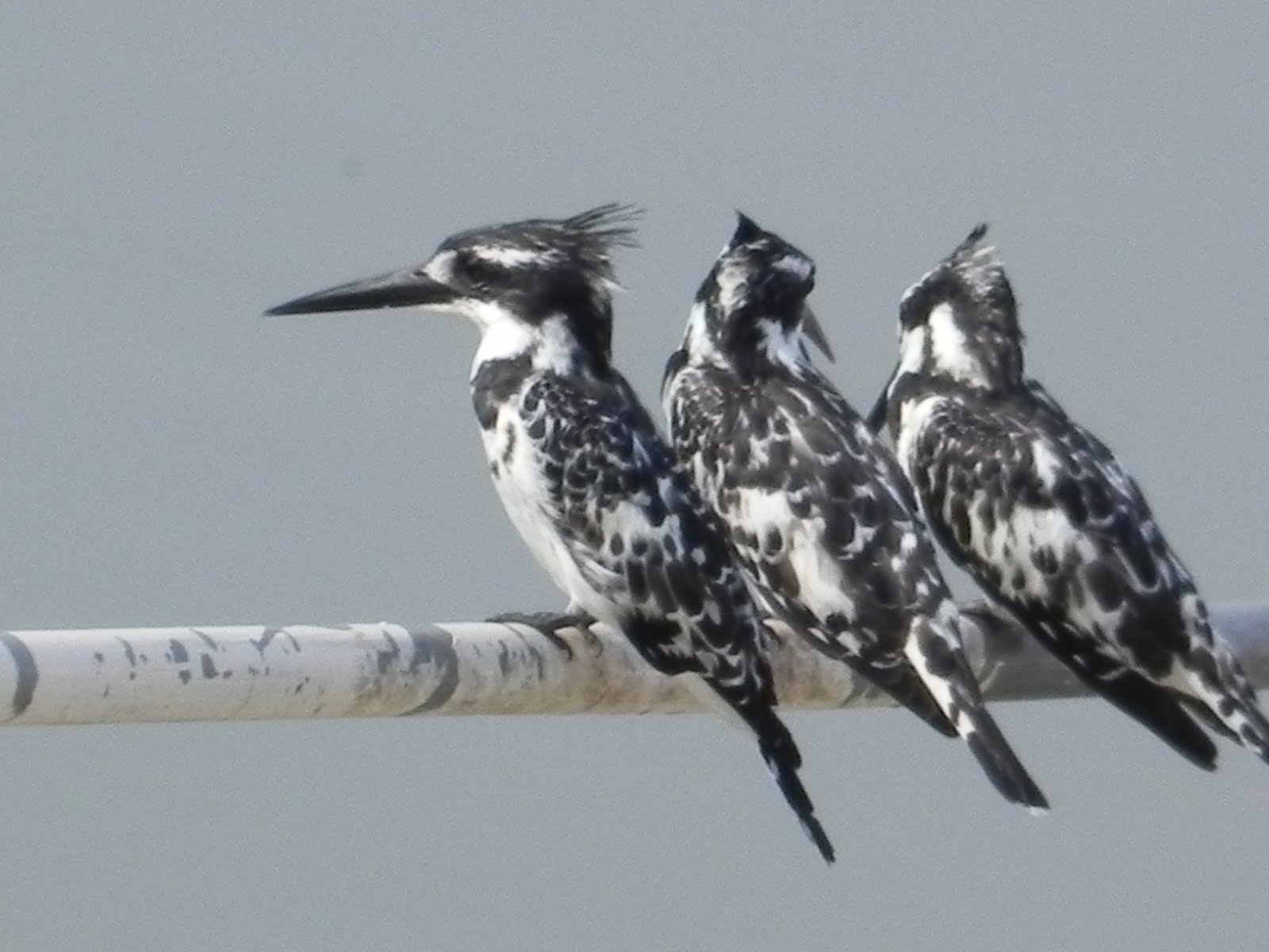 Bates' Adventures in Rwanda: Birds of Queen Elizabeth National Park Uganda