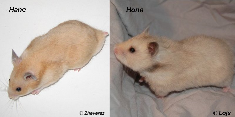 Avel | Guldhamster Hörnan