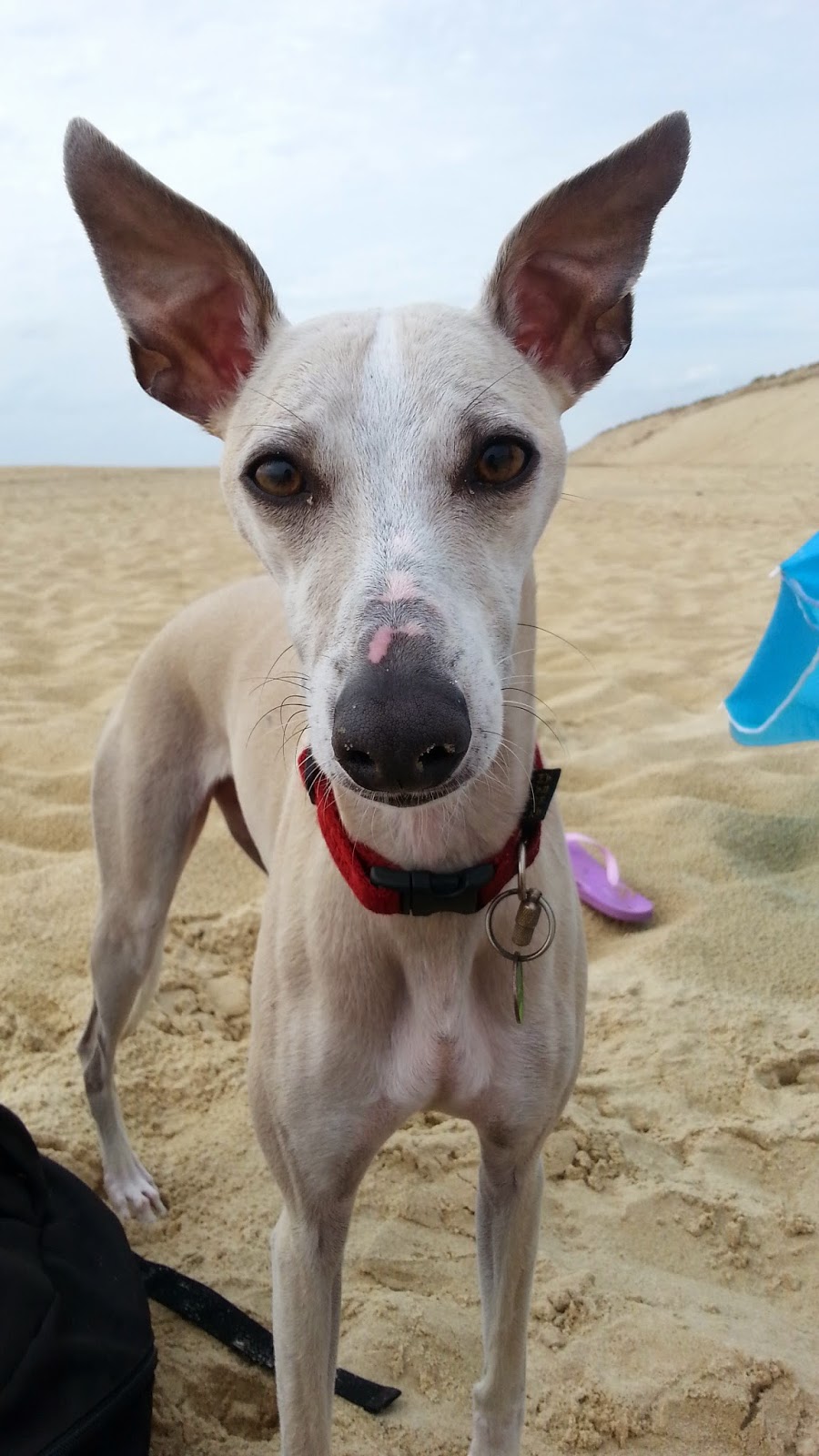 Lévrier whippet et lévrier hongrois en vacances