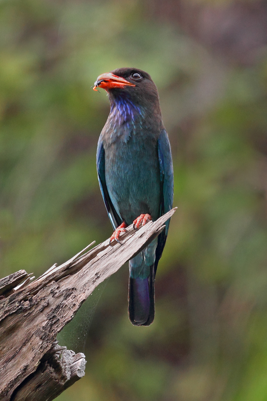 The Nature of Fraser's Hill; Introduction and Birds