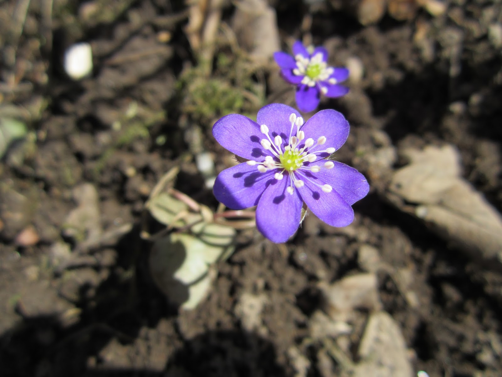 Manni tegemised: Sinililled