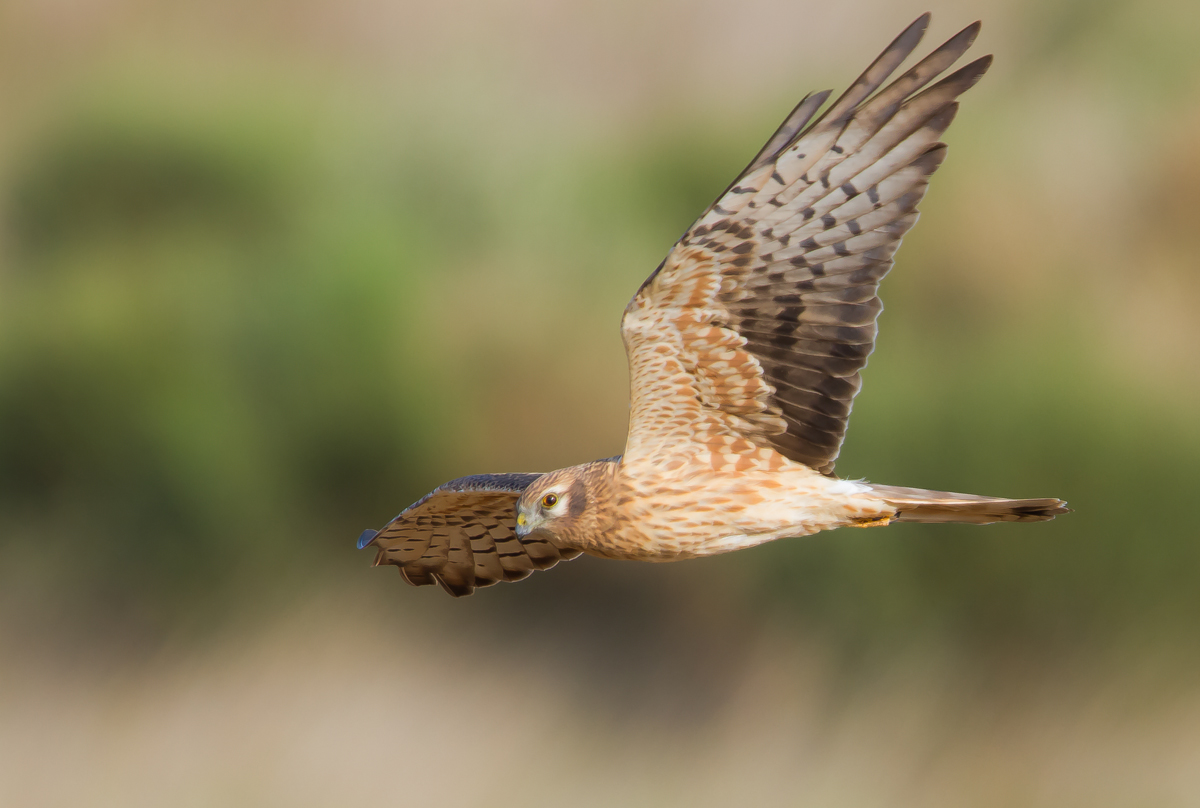 Nikos Fokas Photopraphy Blog: Montagu's Harrier (Λιβαδόκιρκος - Circus ...