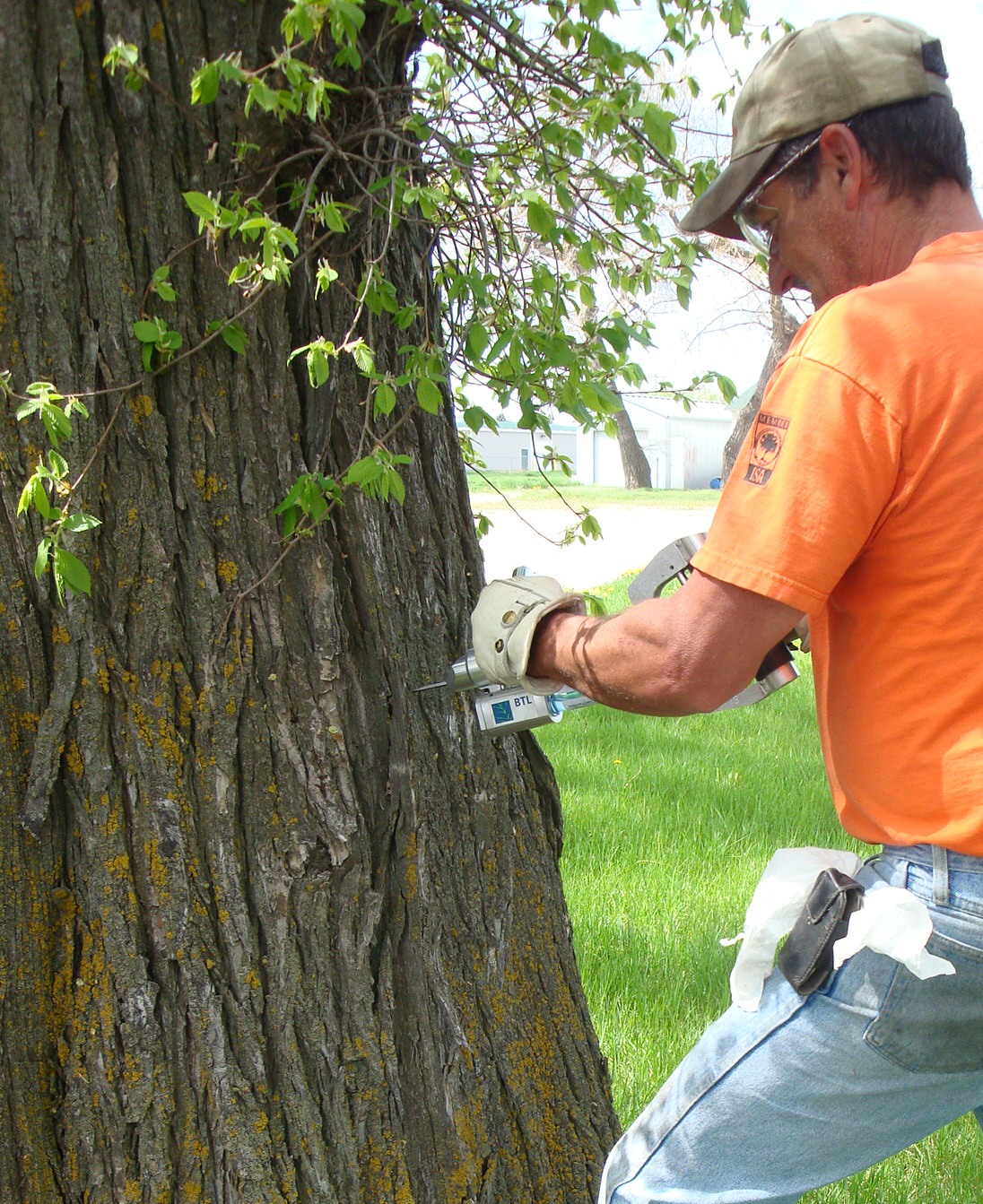 Ladybug Arborists: BIOLOGICAL CONTROL OF PESTS