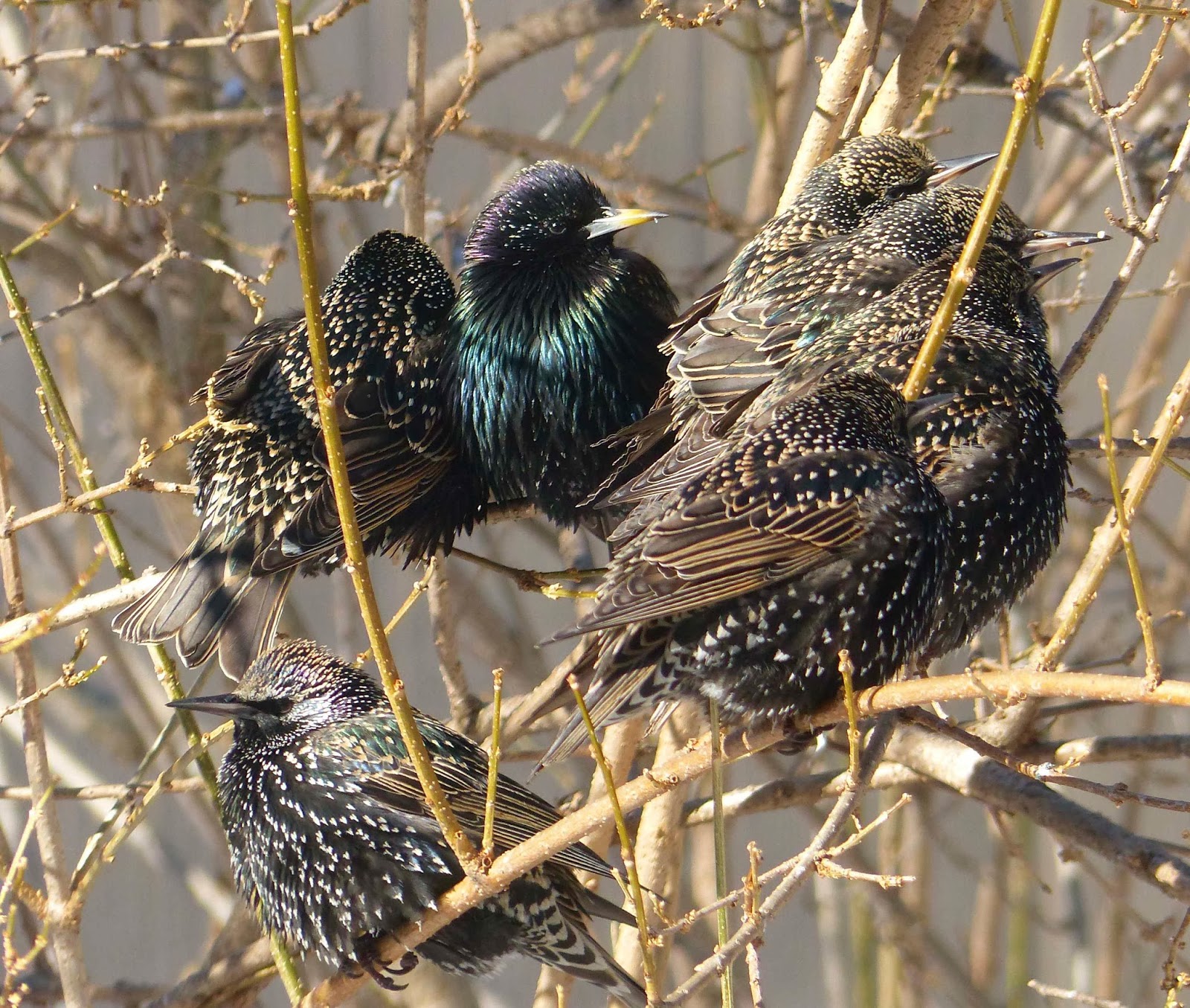 Looking Up: Birds of a Feather . . . Starlings