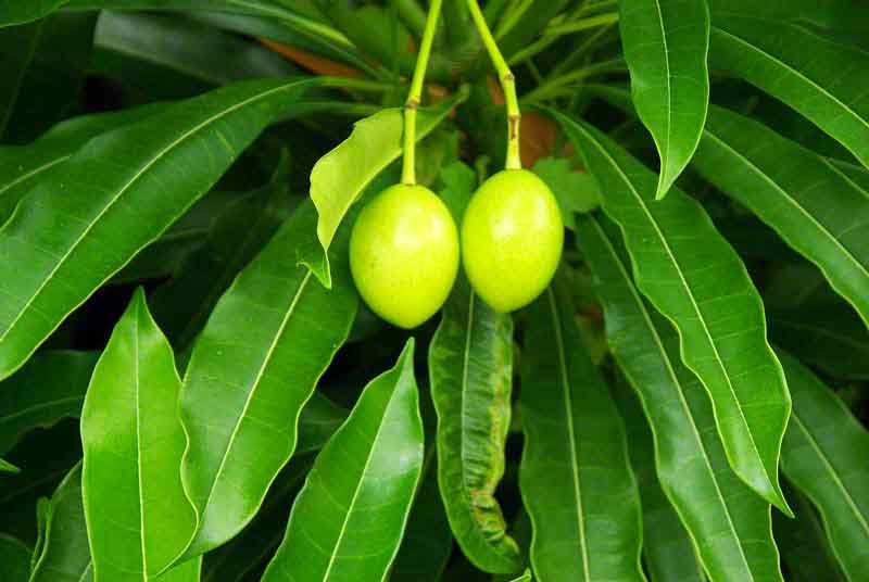 Ryukyu Life: Possibly a Pink-eyed Pong Pong Tree