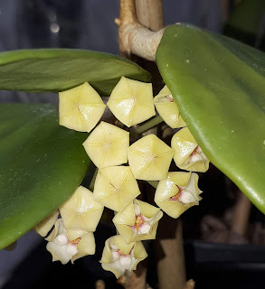 Gerrit's Hoya flowers: Hoya sp. AL2