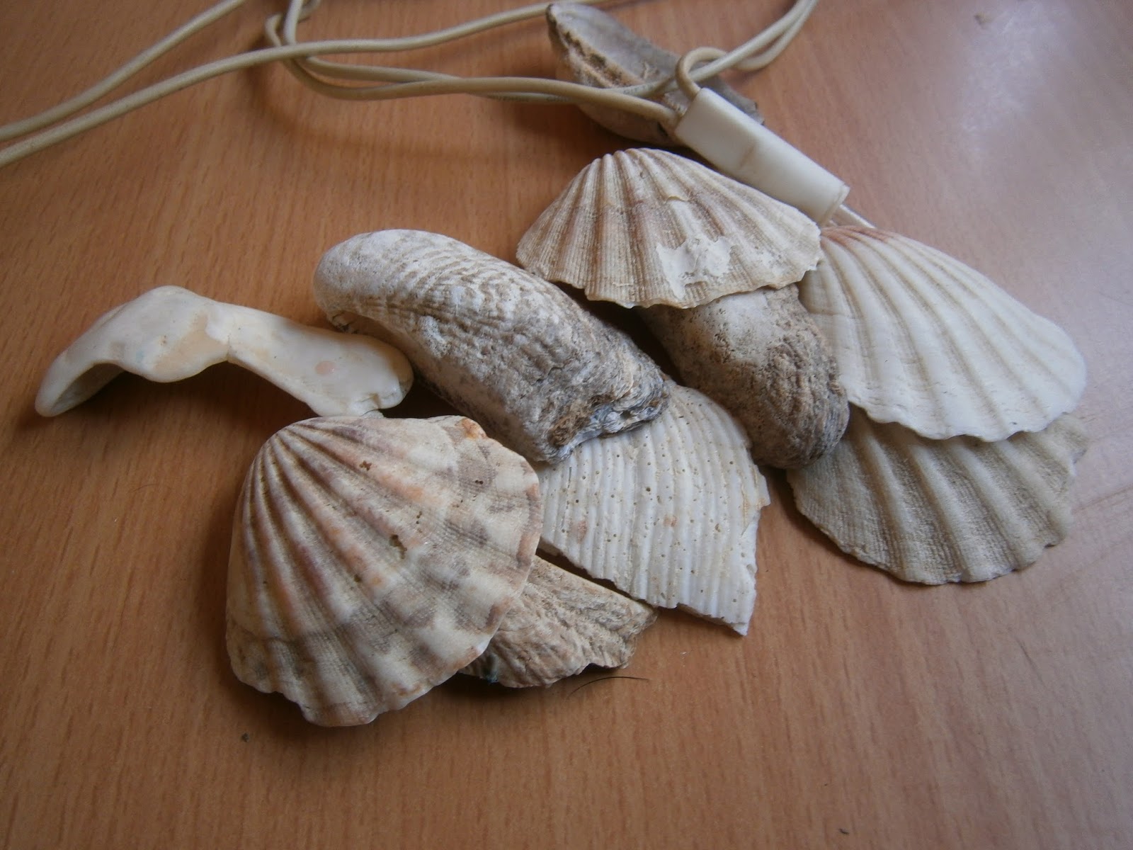 Olga's dreamland: Diy - How to make shell fairy lights