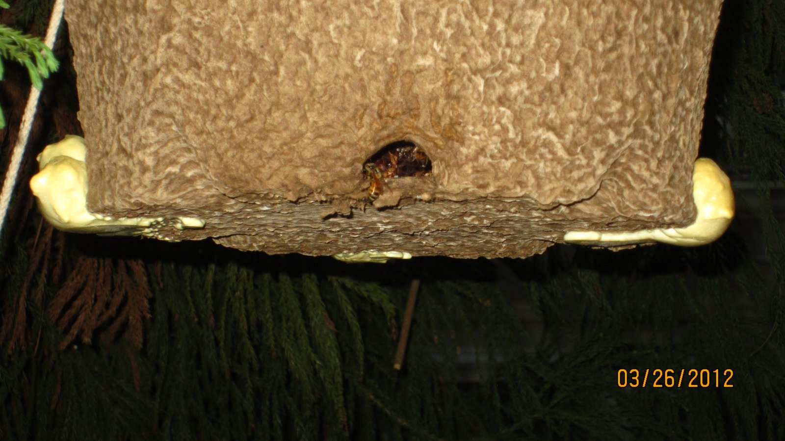 Linda's Bees: Swarm Trap Success or Honey Bee Democracy?