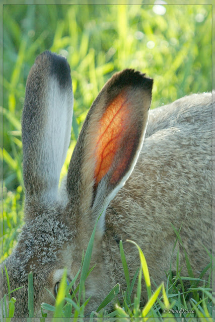 PhotoKatta! फोटोकट्टा!!: Rabbit ear