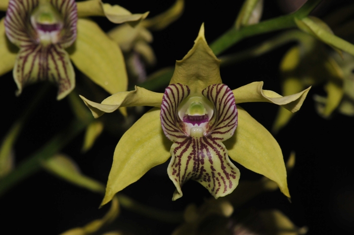 JENIS TANAMAN BUNGA ANGGREK LANGKA YANG POPULER HARUS DILESTARIKAN ...