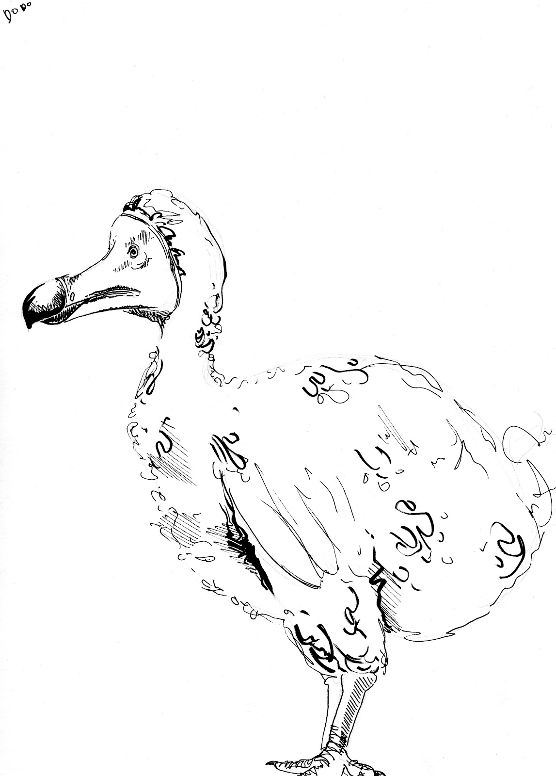 Authorship Blog: Observational Drawings; Animals