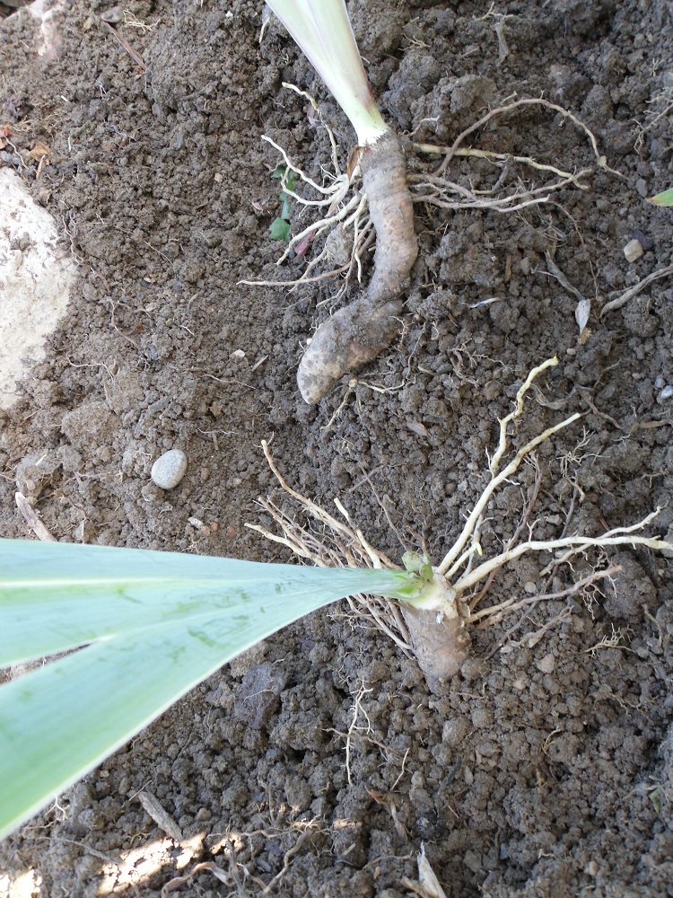 CO-Horts: Iris Rejuvenation