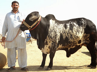 Bakra Eid Videos,Cow Qurbani Clip,Camel Slaughter,Eid Ul Adha 2013 ...