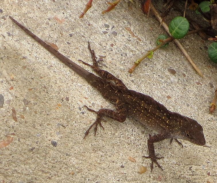 Tropical Texana: NEW LIZARD FROM CUBA IS ON THE WAY TO YOUR SOUTHERN GARDEN