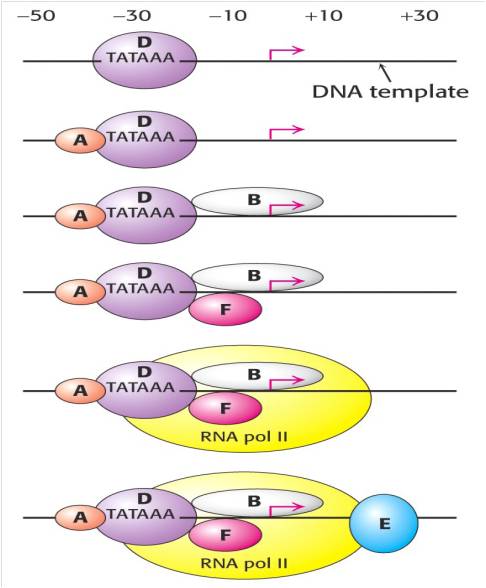 Arn polimerasa ii; ARN Polimerasa II ADN-Dependiente