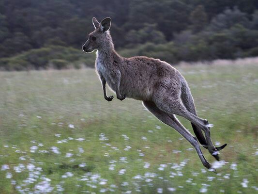 Beautiful Kangroo