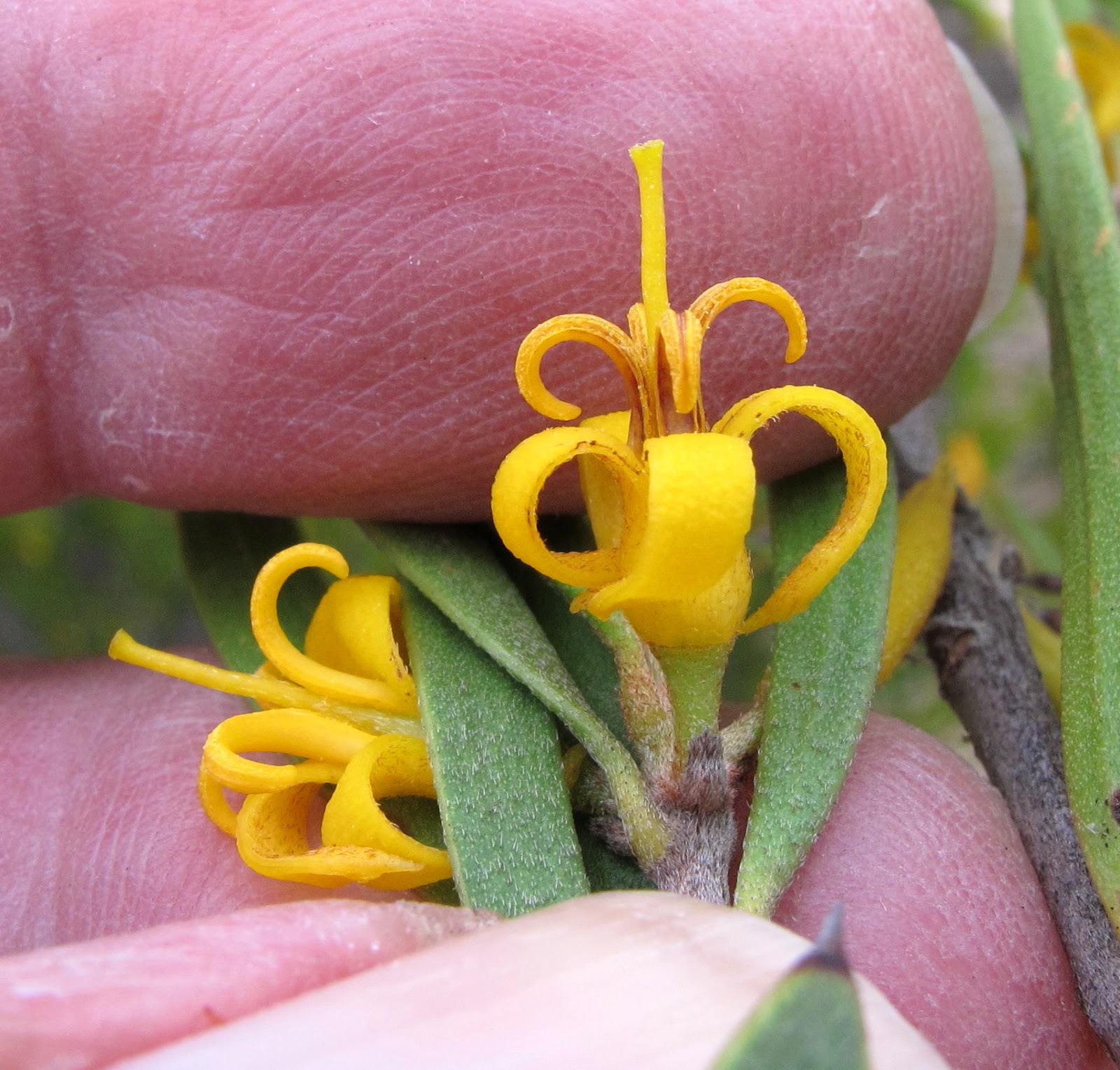 Esperance Wildflowers: Persoonia trinervis – Geebung
