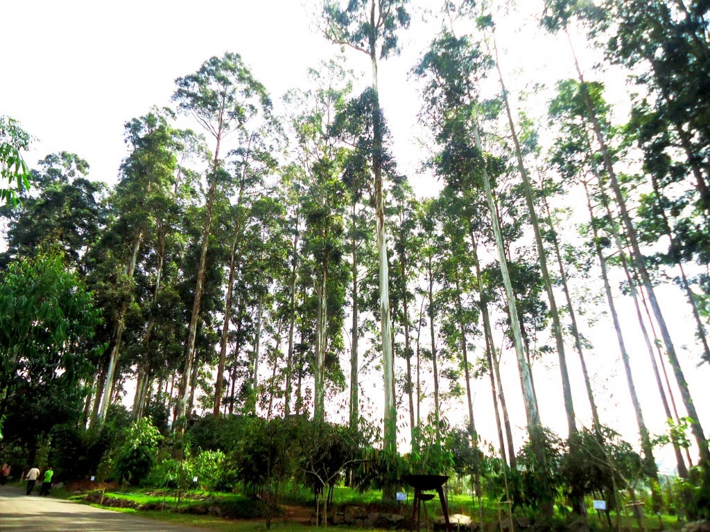 Enjoy The Beauty of Allah's Creation: "Dusun Bambu Family Leisure Park ...