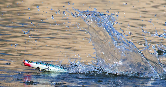 Fishing Tackle: What Do You Know about Topwater Bass Fishing?