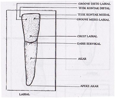 Anatomi Gigi Incisivus Pertama Rahang Bawah | Dental Hygiene