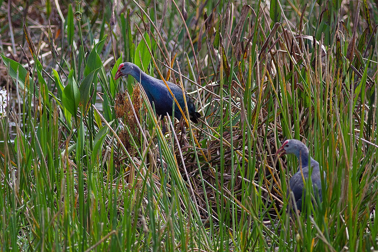 Ann Brokelman Photography: Purple Swamp Hens in Green Cay, Florida 2014
