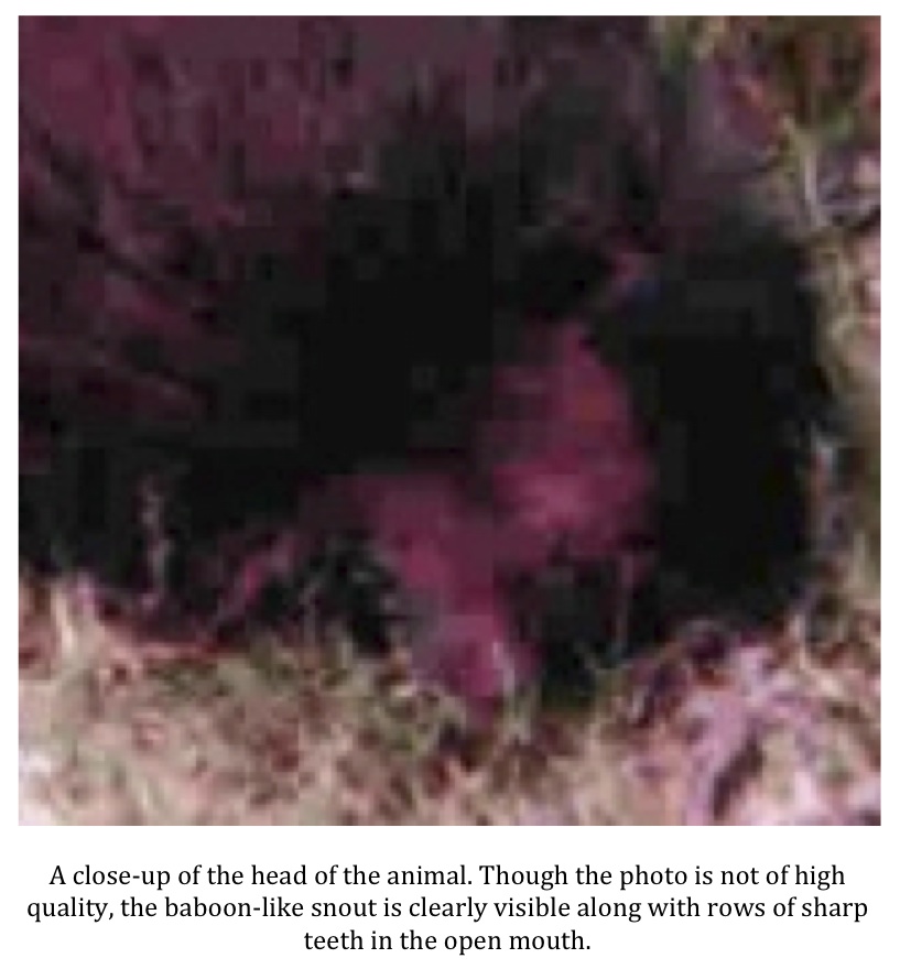 Texas Cryptid Hunter: The Swamp Monsters of Cajun Louisiana