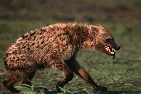 The Beauty Of The Hyena