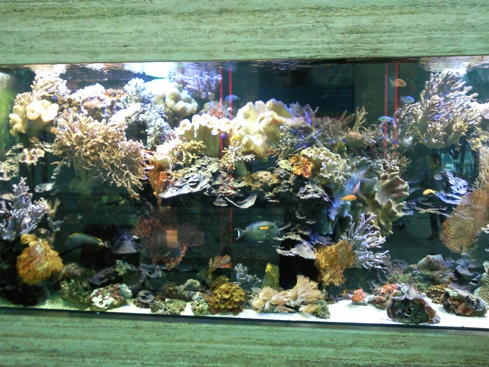 Tropical Fisher Man Fish Tanks And Aquarium CRS: Tuas Marine Fish Tank