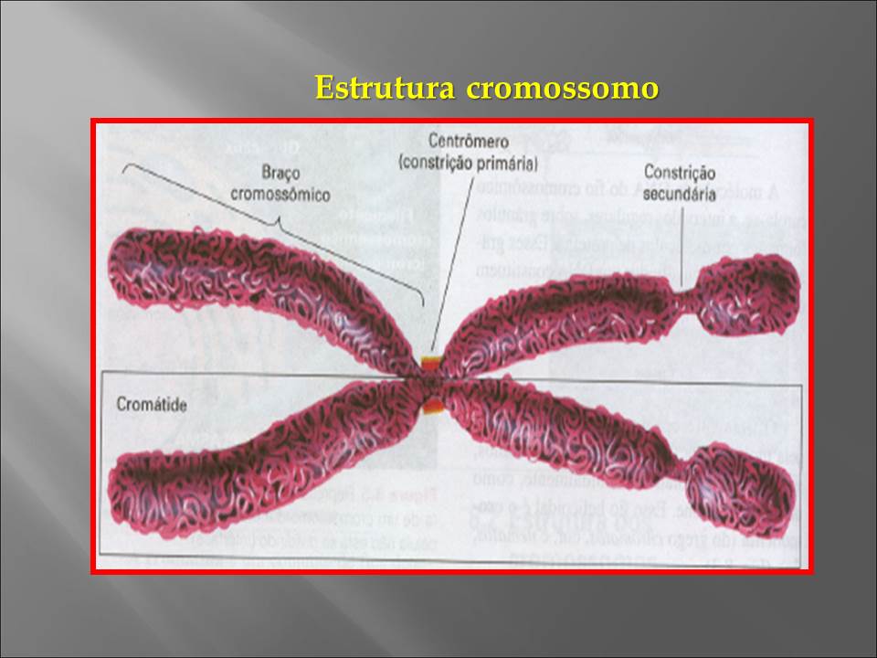 ENSINO GENÉTICA FAMASUL: CITOGENÉTICA