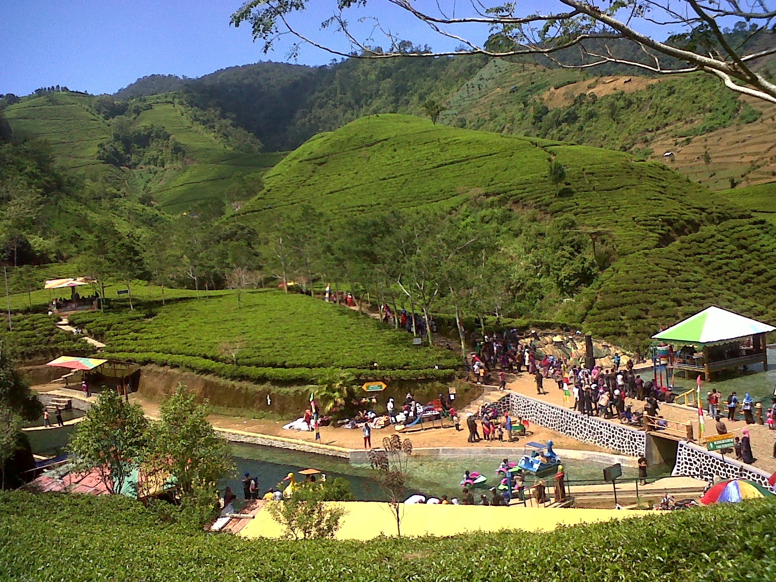 OBYEK WISATA PERKEBUNAN TEH KALIGUA BUMIAYU JAWA TENGAH ~ GYA INSPIRATION