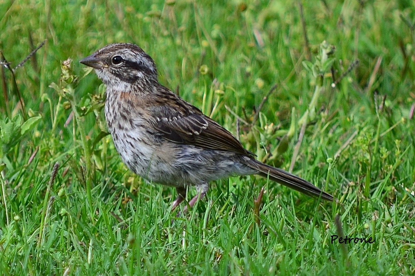 Aves de La Floresta: passeriformes gris