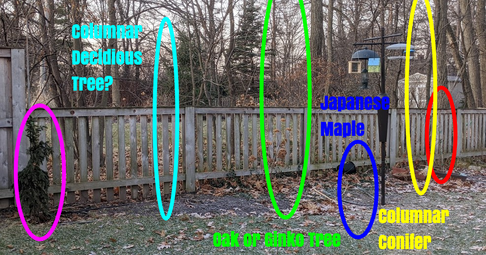 Backyard Fence line Tree Planning and Dreaming