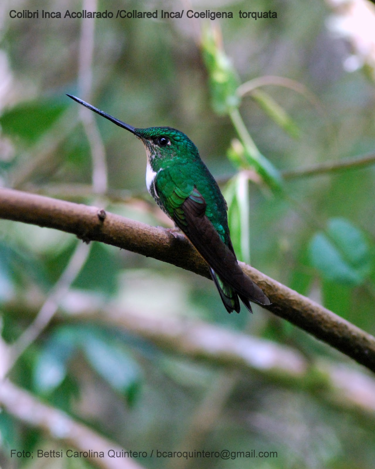 BIOTOURAVES DE VENEZUELA