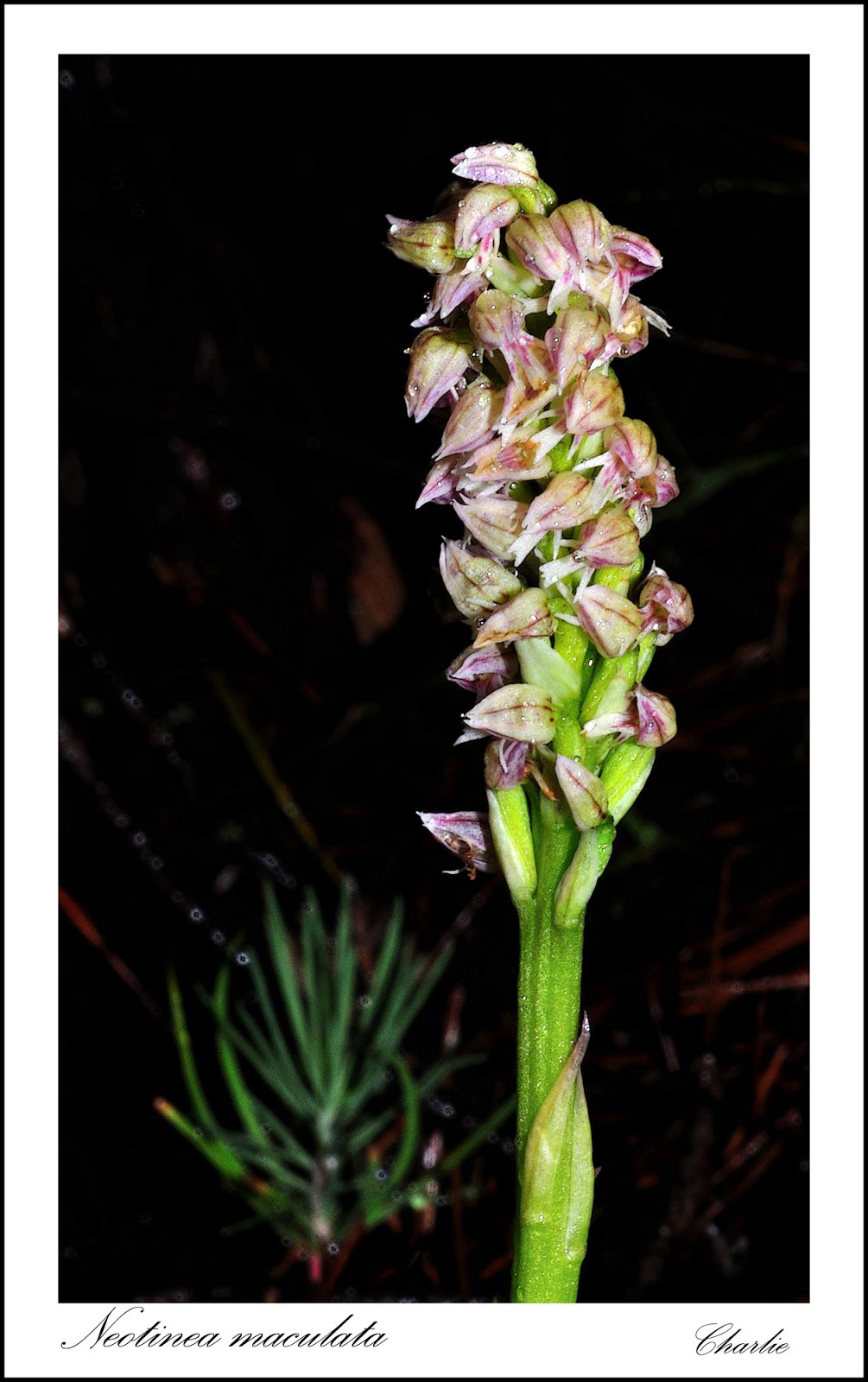 BUSCANDO ORQUIDEAS SILVESTRES: NEOTINEA MACULATA la orquidea mas pequeña