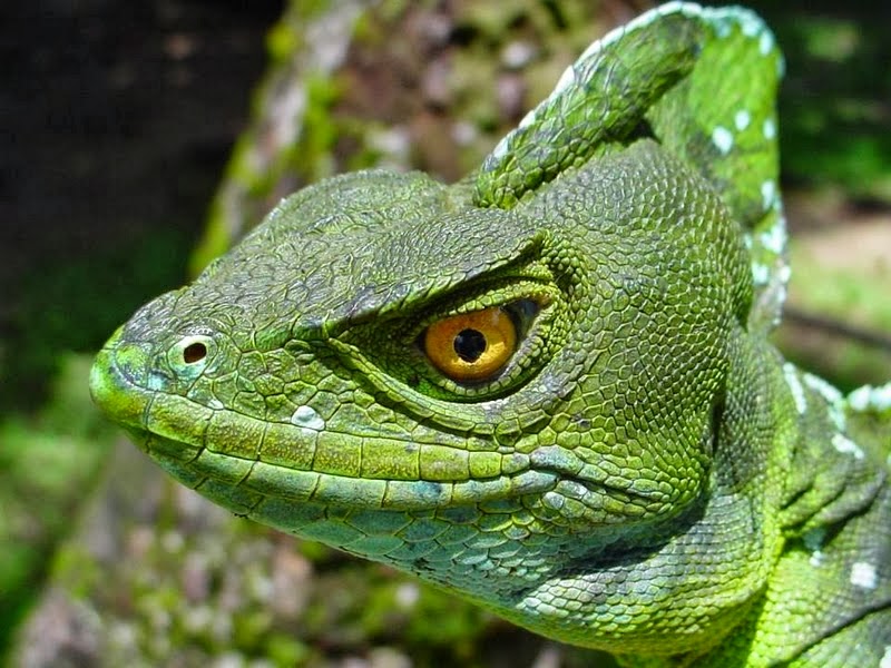 NICOLAS Y LOS ANIMALES: El basilisco común