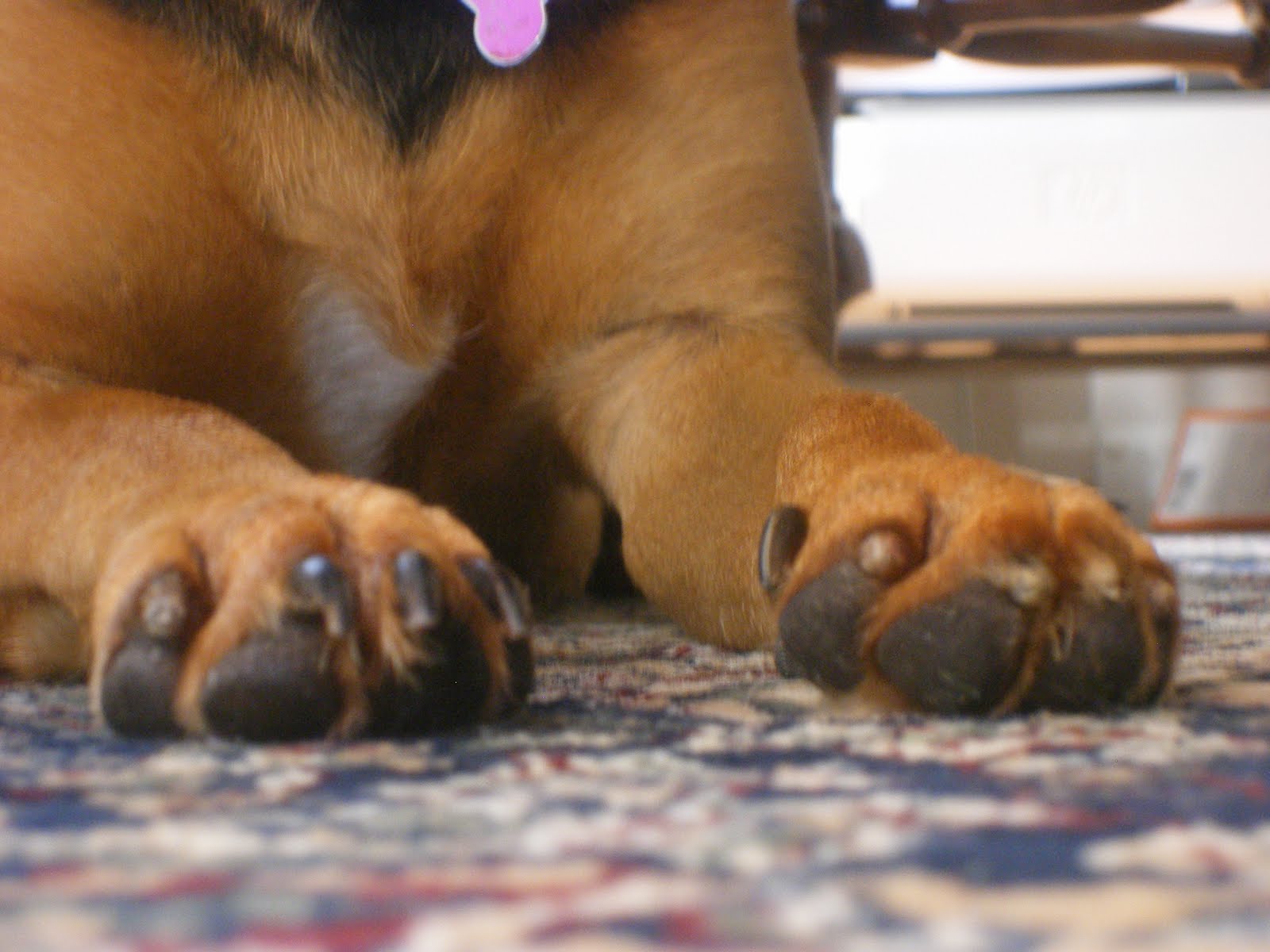 Amazing Grace: SYMMETRICAL LUPOID ONYCHODSTROPHY