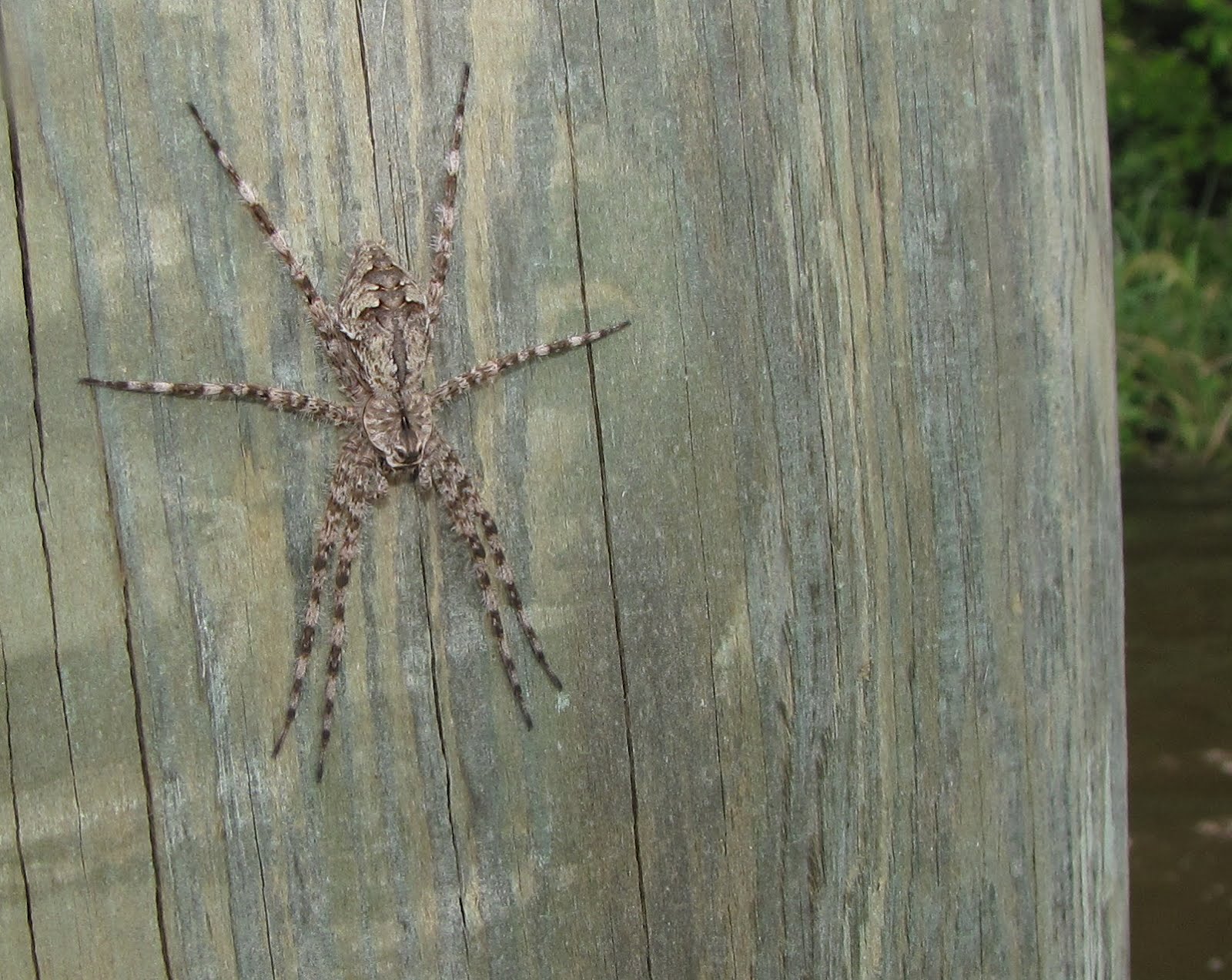 Bug Eric: Spider Sunday: Whitebanded Fishing Spider