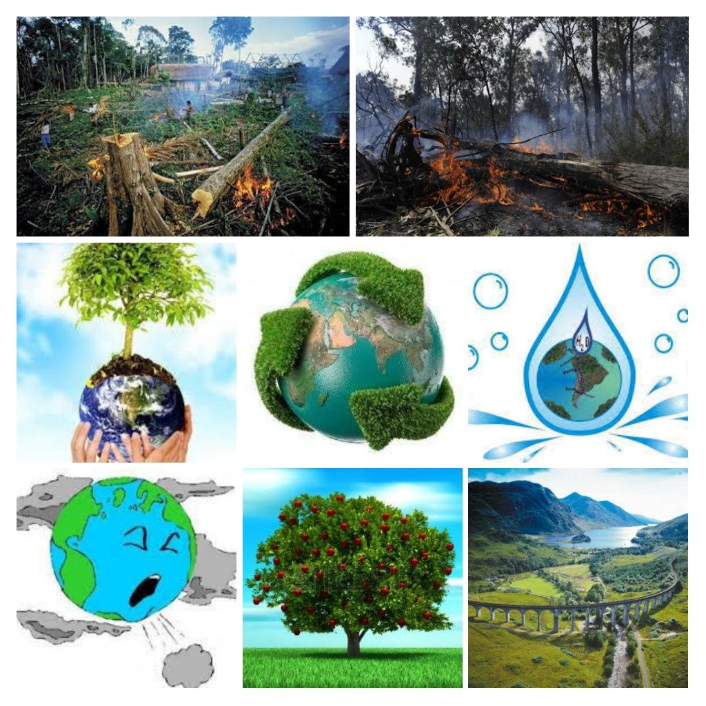 Actividad #8 Collage Del Impacto positivo y negativo del humano en la ...