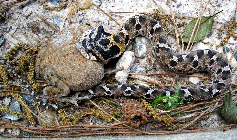 Life is short, but snakes are long: March 2016