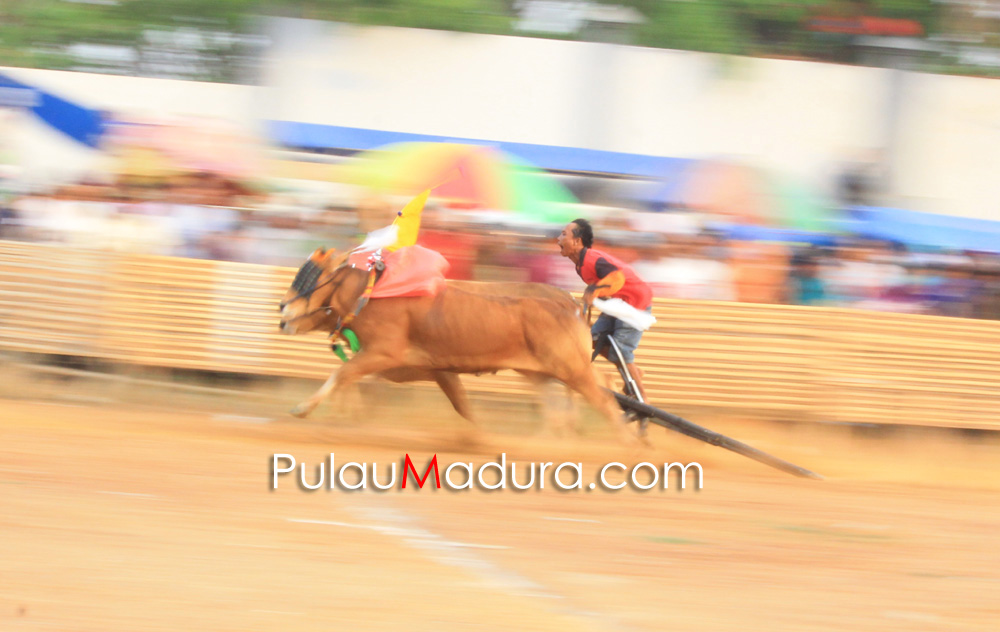 Galeri Foto Kerapan Sapi Madura 2015 - Gerbang Pulau Madura