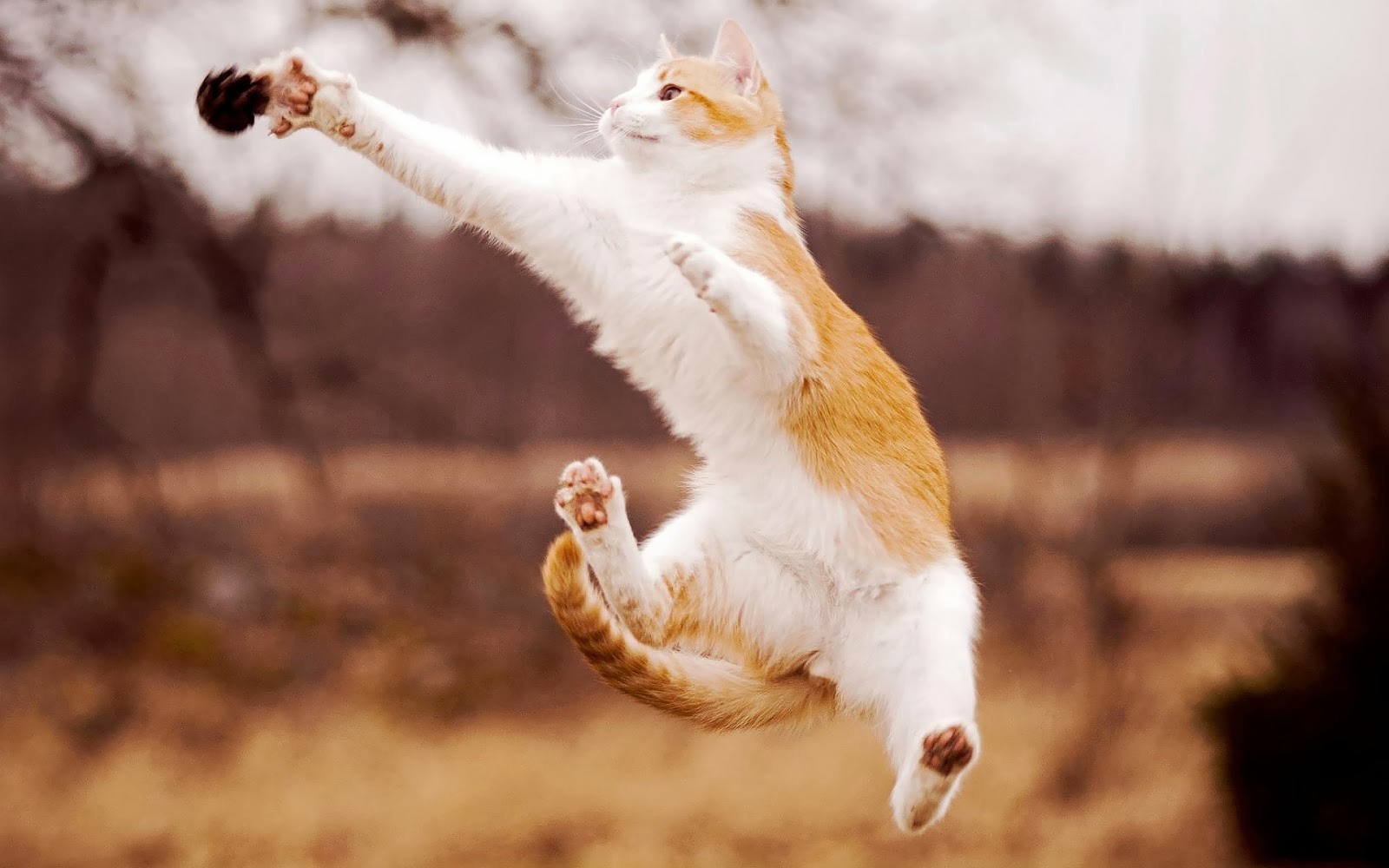 40 prachtige katten wallpapers en foto's