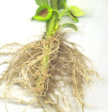 Researching Plants : Roots