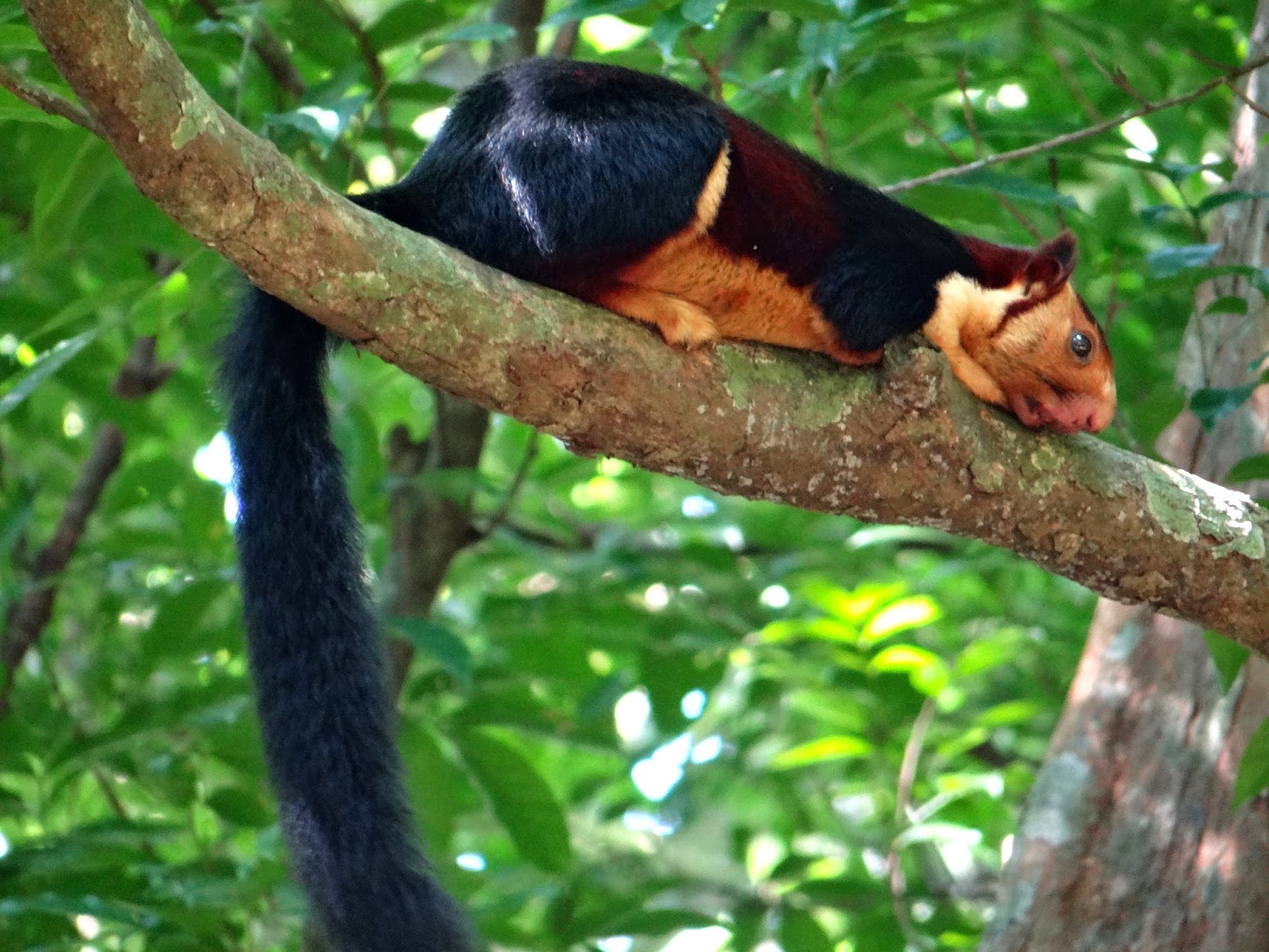 lens of mind: Malabar Giant Squirrel.....