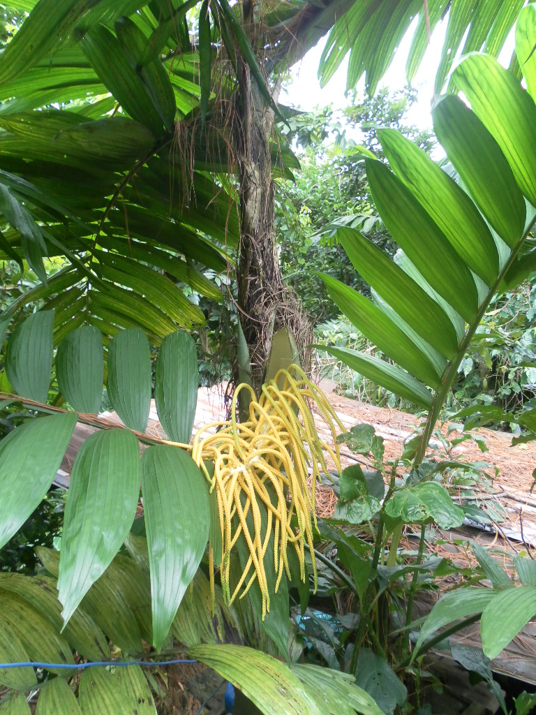 Las Mercedes "La tierra del corazón solidario": Flora de Las Mercedes ...